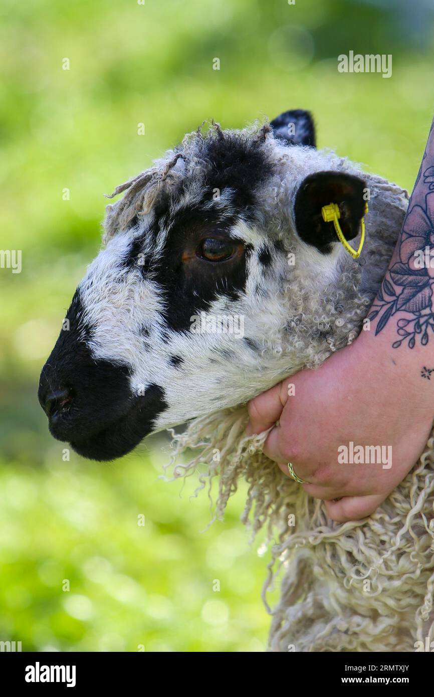 Reeth show 2023 hi-res stock photography and images - Alamy