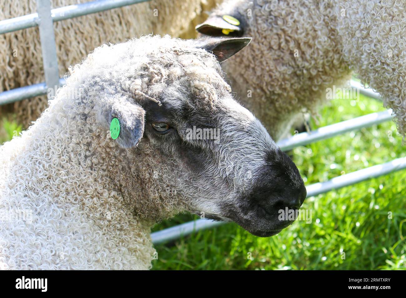 Reeth show 2023 hi-res stock photography and images - Alamy