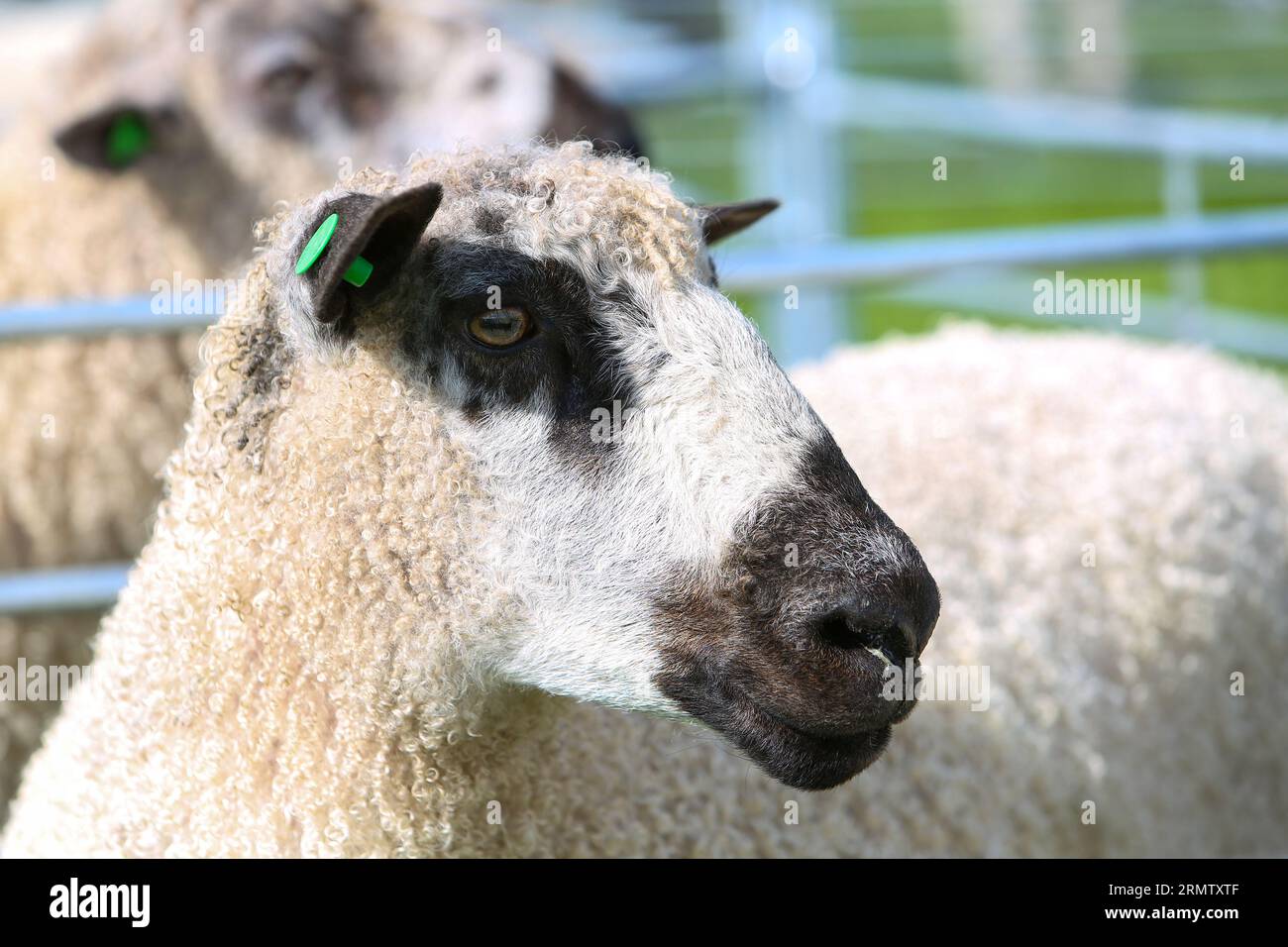 Reeth Show 2023, North Yorkshire Stock Photo - Alamy