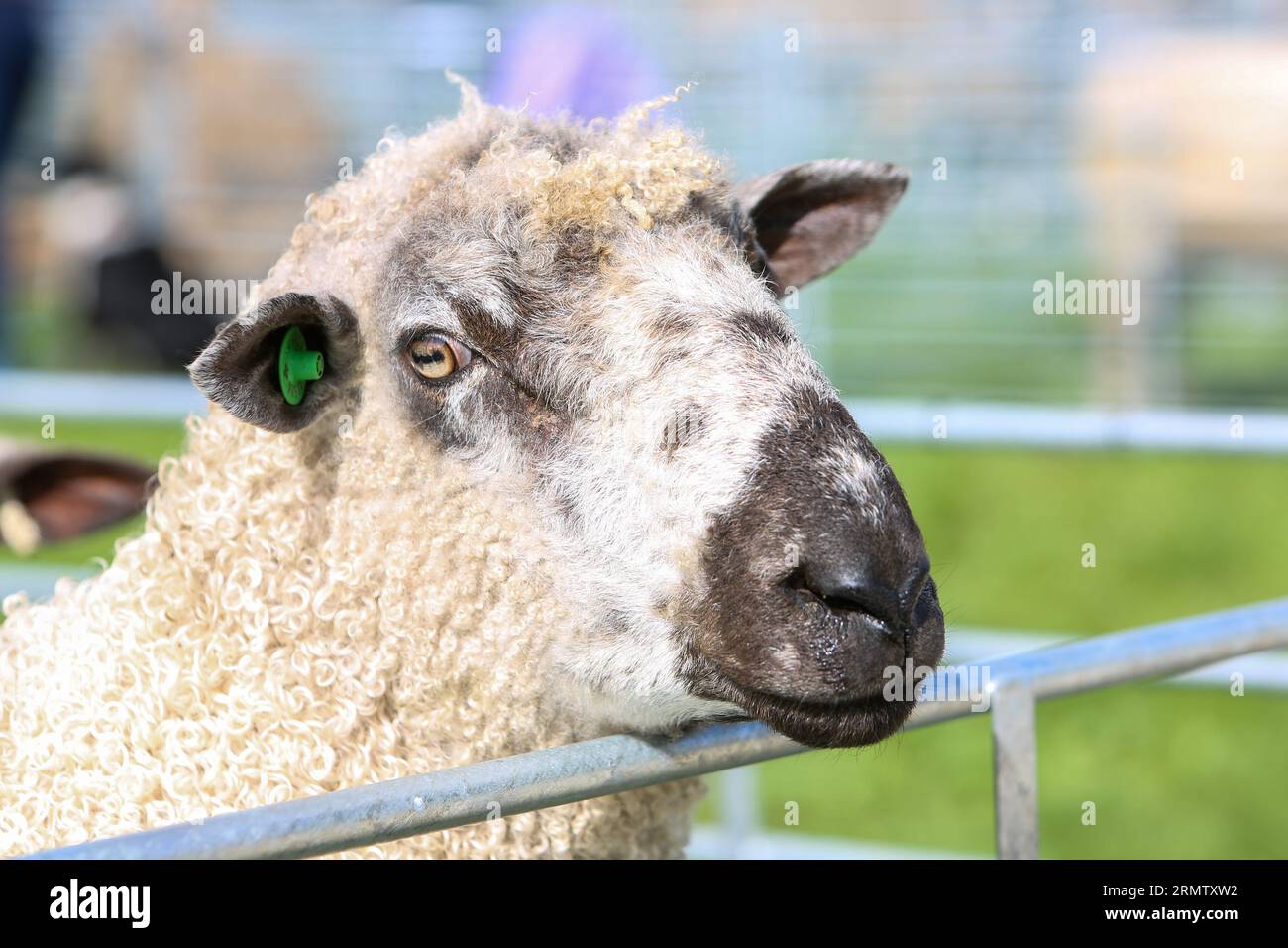 Reeth Show 2023, North Yorkshire Stock Photo - Alamy