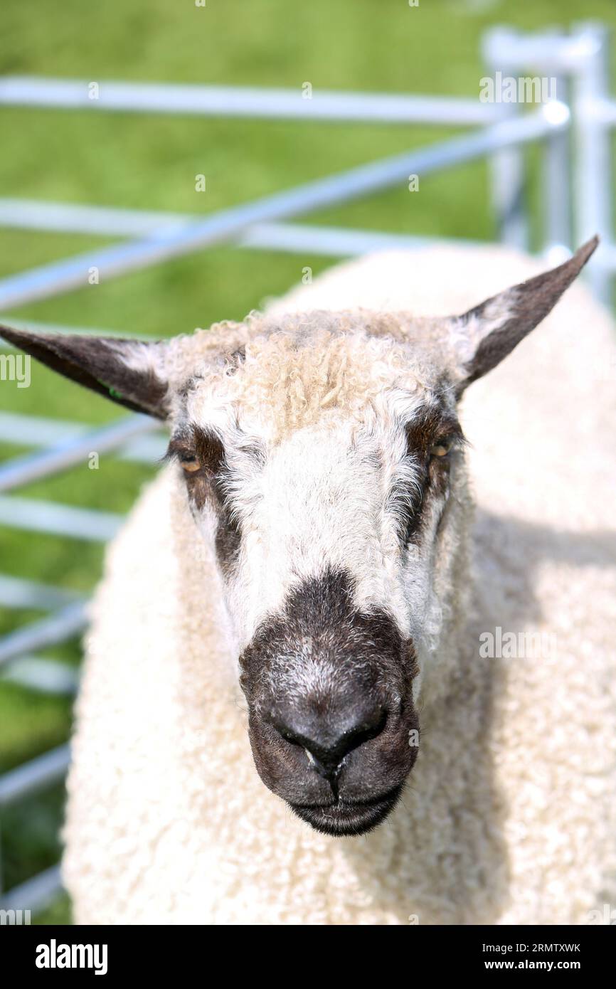 Reeth Show 2023, North Yorkshire Stock Photo - Alamy