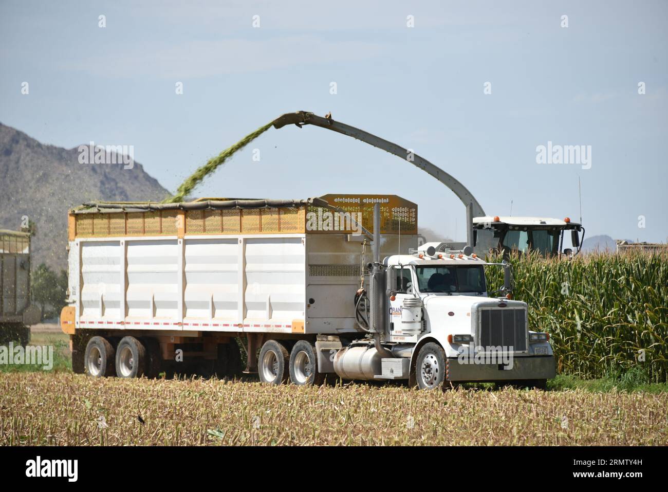 Buckeye, AZ. USA. CLAAS JAGUAR 980 harvester & CRANE TRACTOR harvesting ...