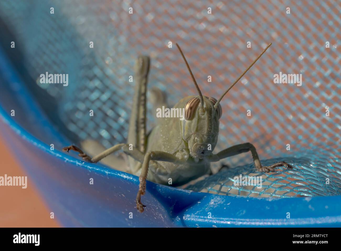 Anacridium aegyptium nymph locust on a blue swimming pool net Stock ...