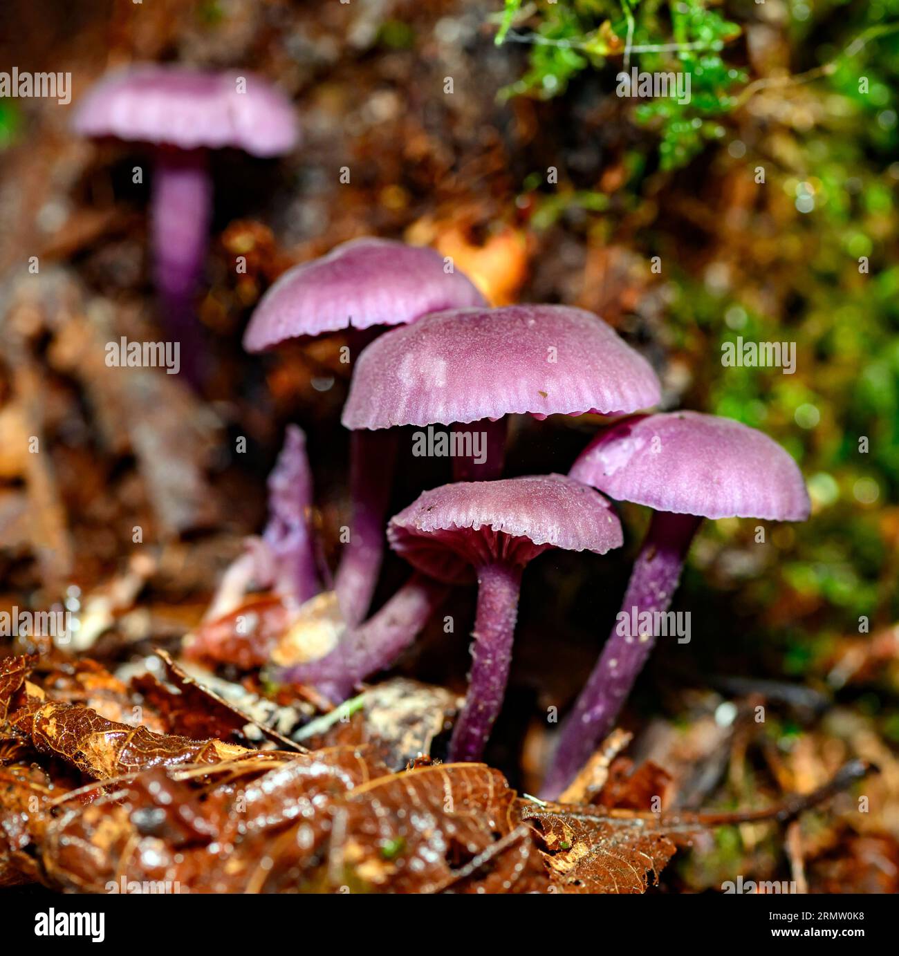 Ametystsopp hi-res stock photography and images - Alamy