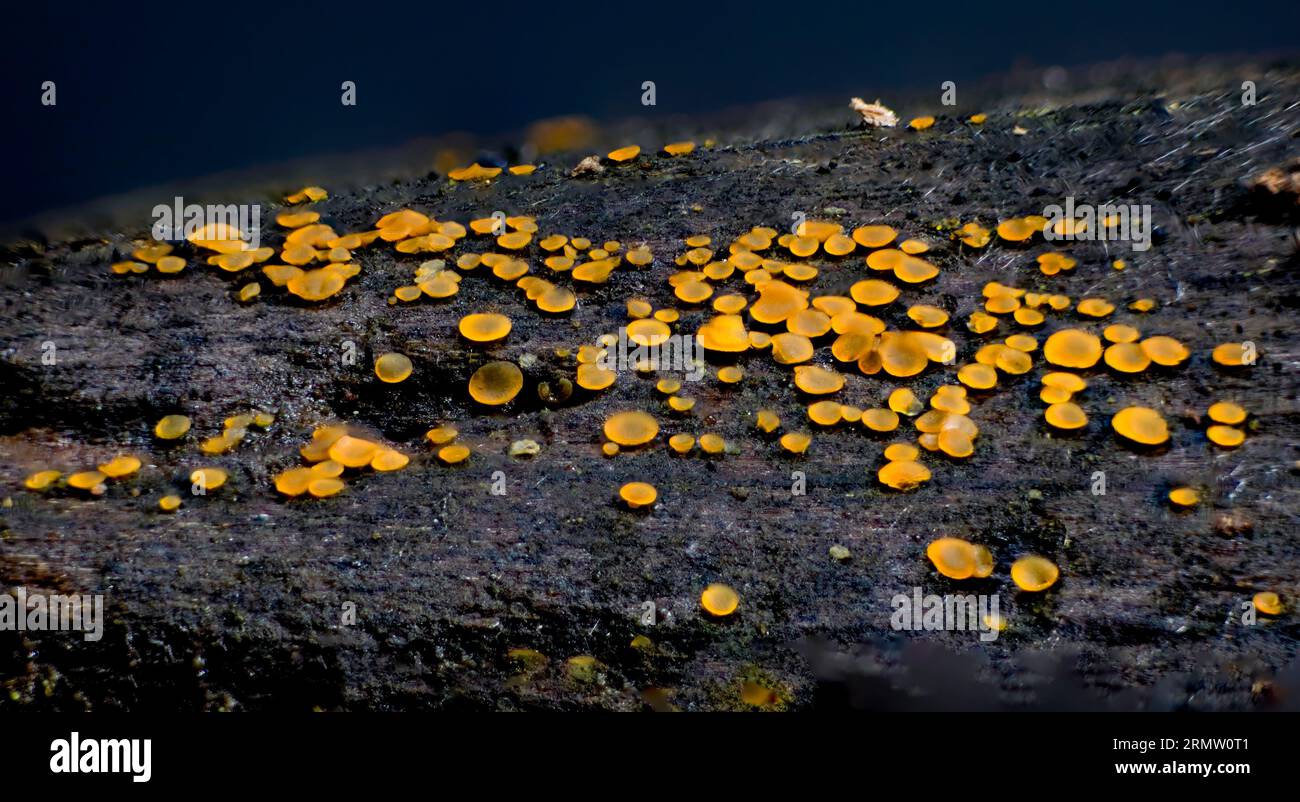 Yellow fairy cups (Bisporella citrina) from Hidra, south-western Norway ...