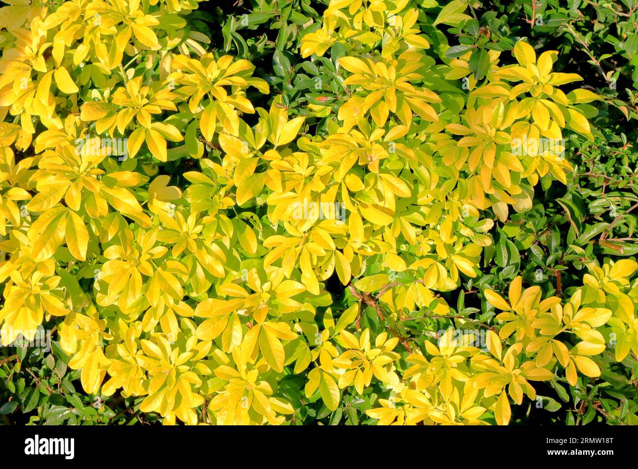 Choisya Ternata, vibrant and colourful yellow and green foliage in ...