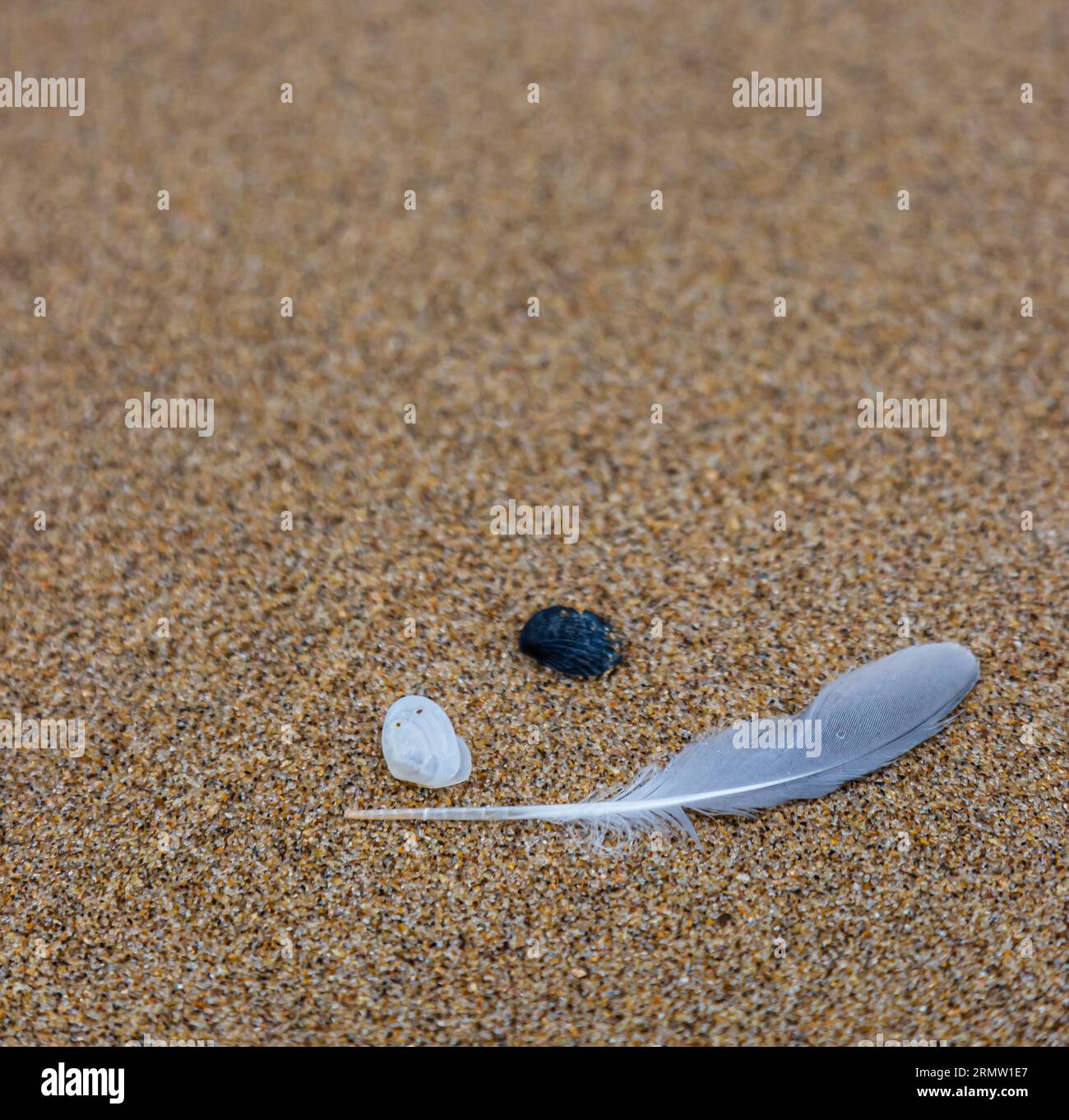 Sand texture. Copy space. Top view. Flat lay. Feather of a bird on wet ...