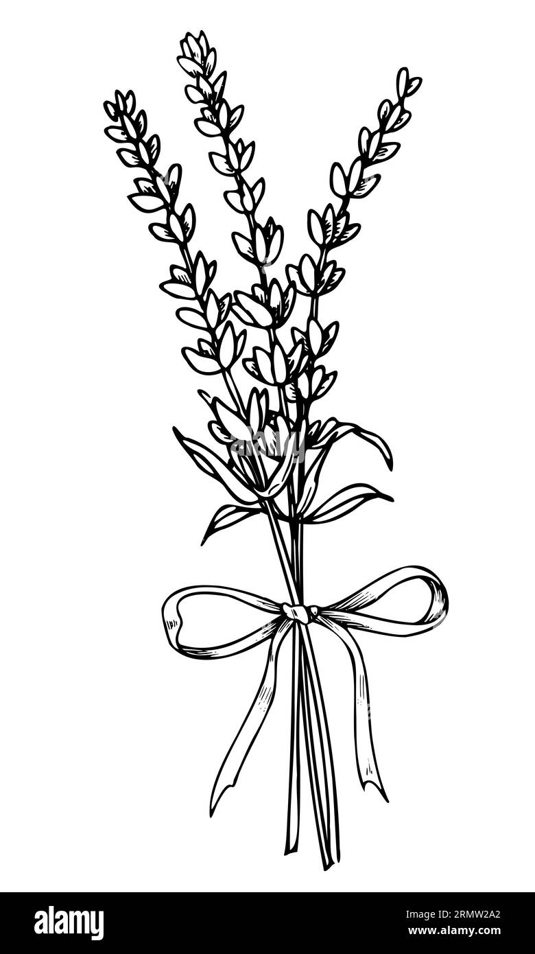 Bouquet of Lavender Flowers with ribbon. Hand drawn vector illustration ...