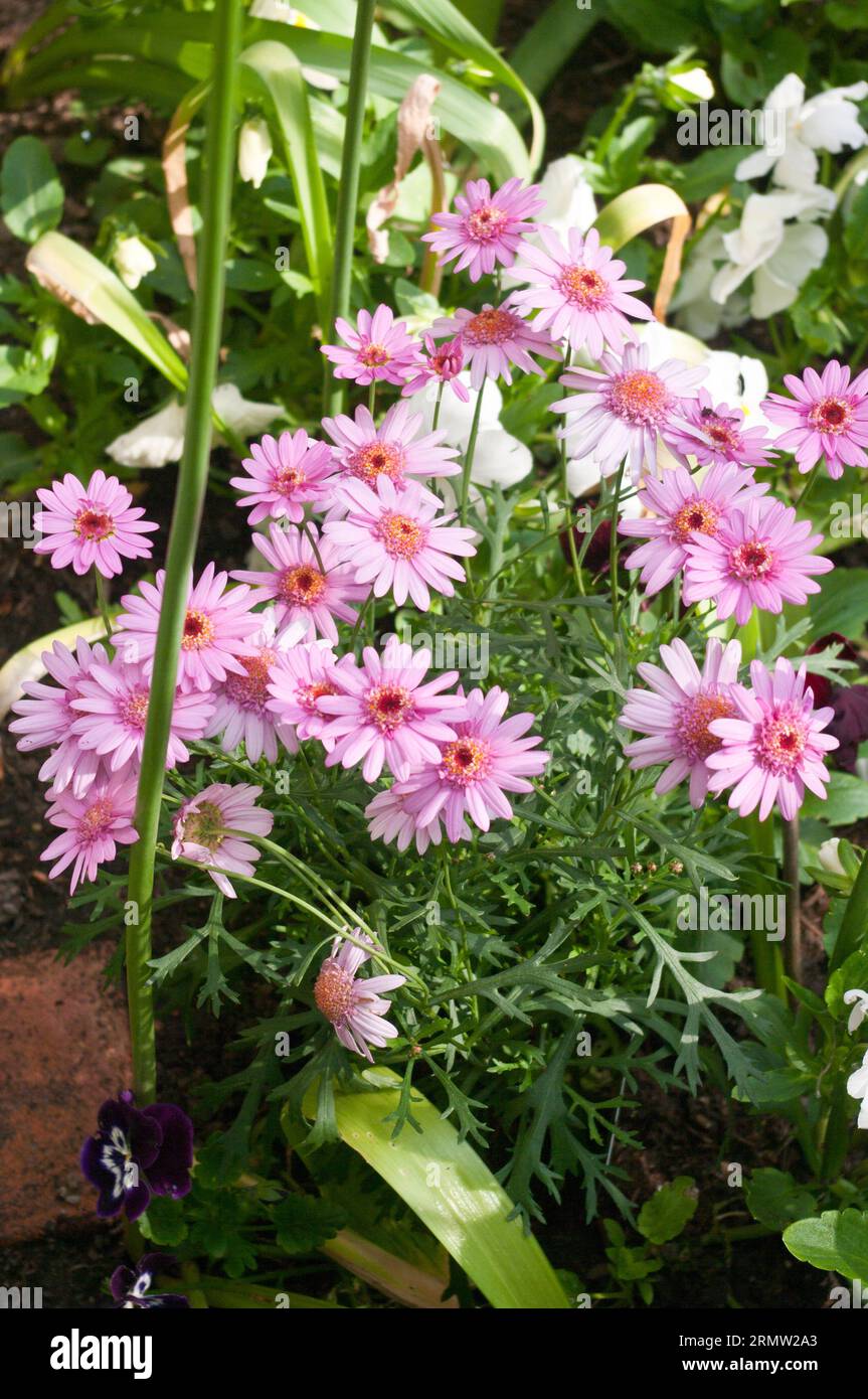 Pink marguerite daisies Paris daisies Argyranthemum frutescens Stock ...