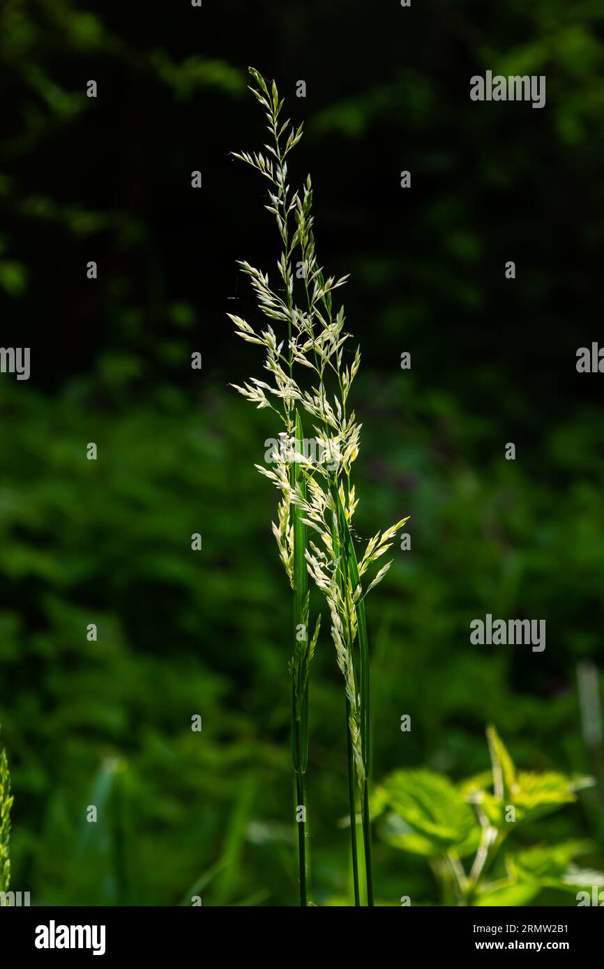 Meadow grass meadow with the tops of stele panicles. Poa pratensis ...