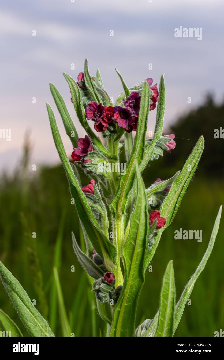In the wild, Cynoglossum officinale blooms among grasses. A close-up of ...