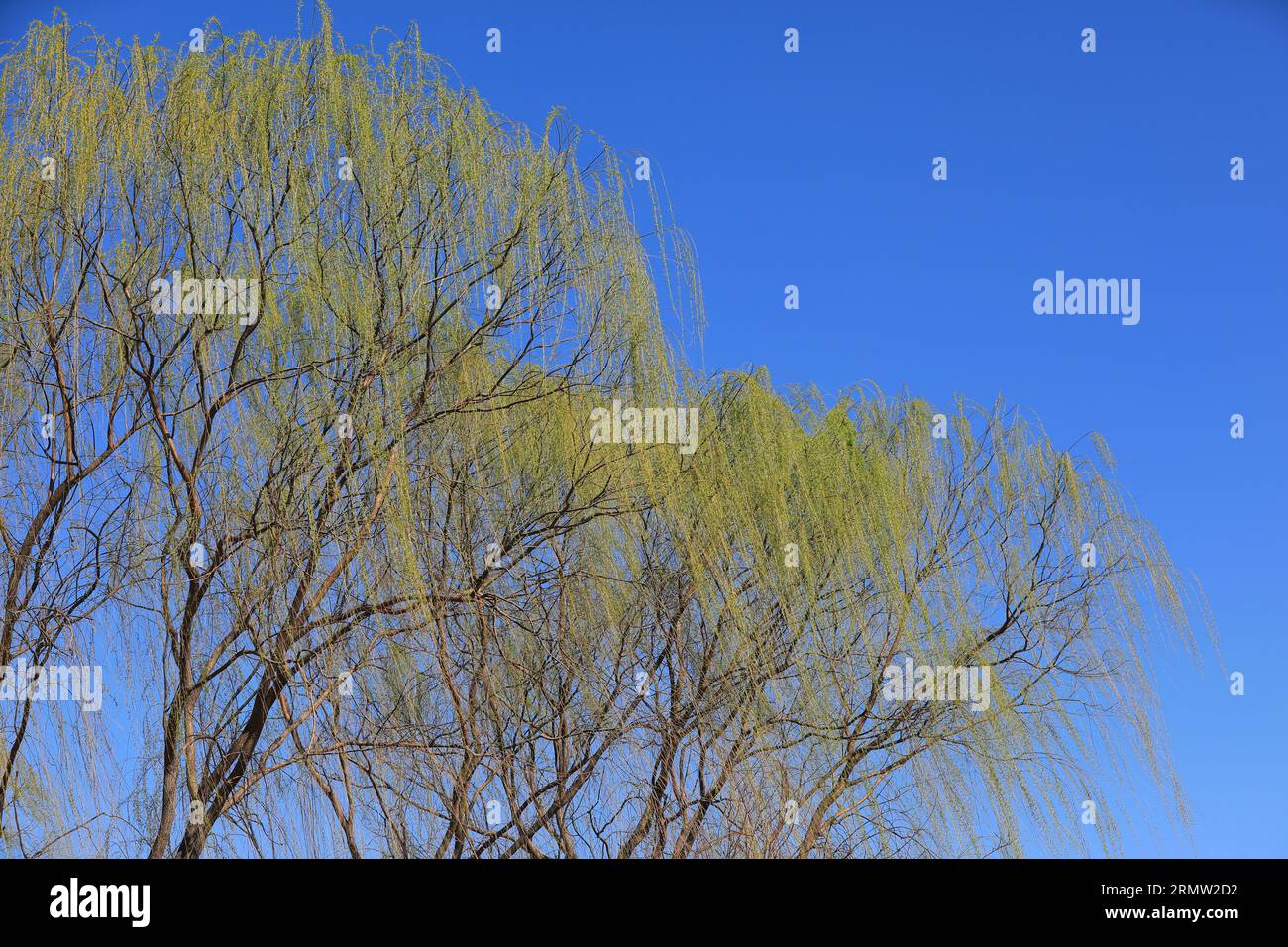 Willow tree blowing in the wind hi-res stock photography and images - Alamy
