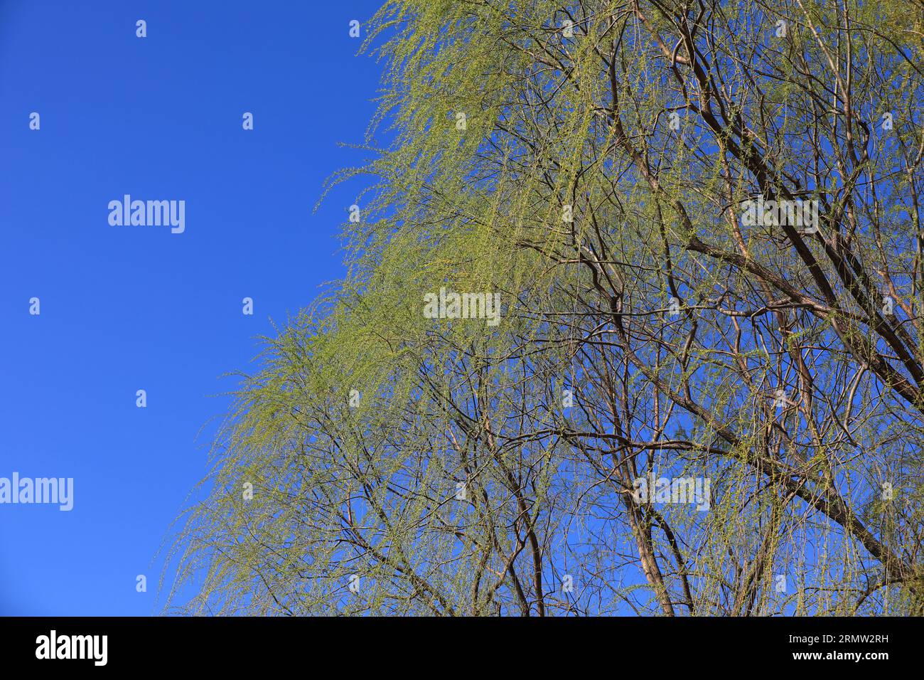 Willow tree blowing in the wind hi-res stock photography and images - Alamy
