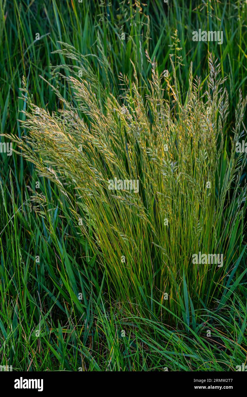 Meadow grass meadow with the tops of stele panicles. Poa pratensis ...