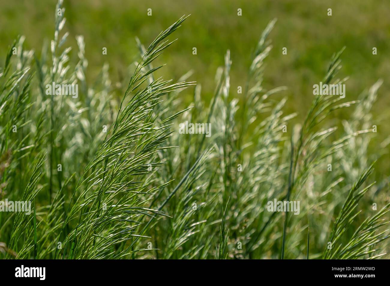 Bromus inermis hi-res stock photography and images - Alamy