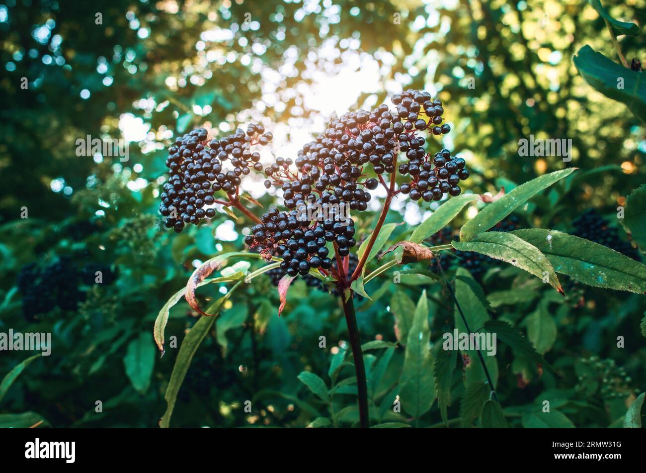 Black berries of elderberry in forest in nature. Medicinal plants, cold ...