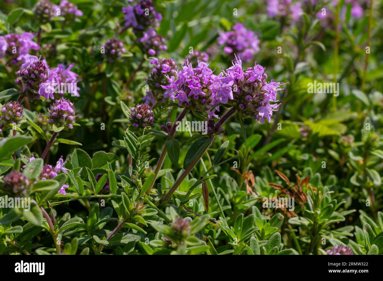Blossoming fragrant Thymus serpyllum, Breckland wild thyme, creeping ...