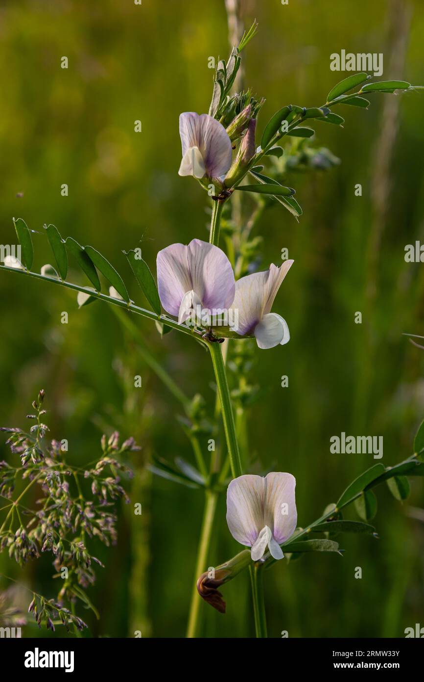 Vicia lutea - smooth yellow vetch. Spring wildflowers on a sunny day in ...