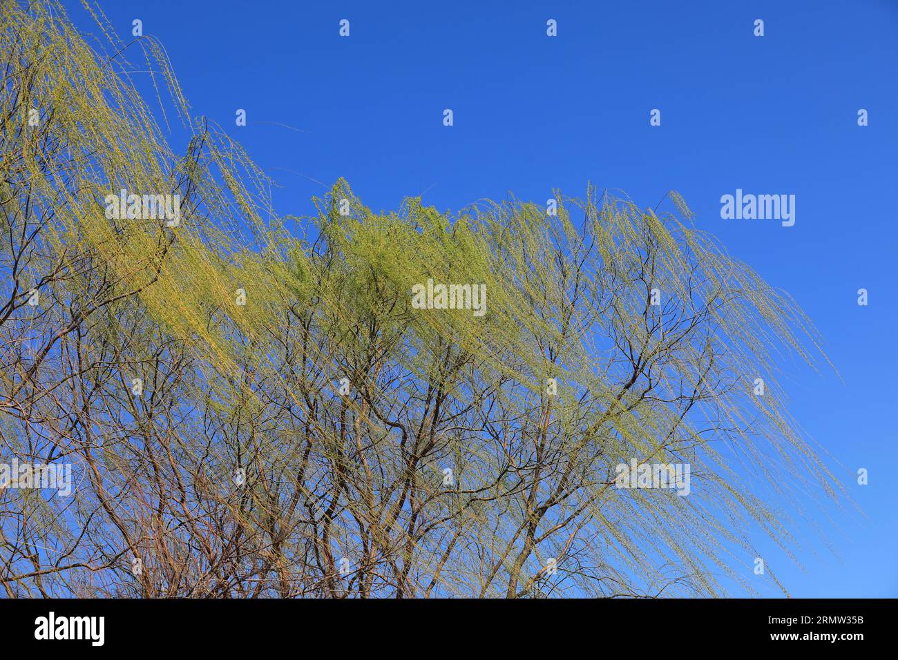 Willow tree blowing in the wind hi-res stock photography and images - Alamy
