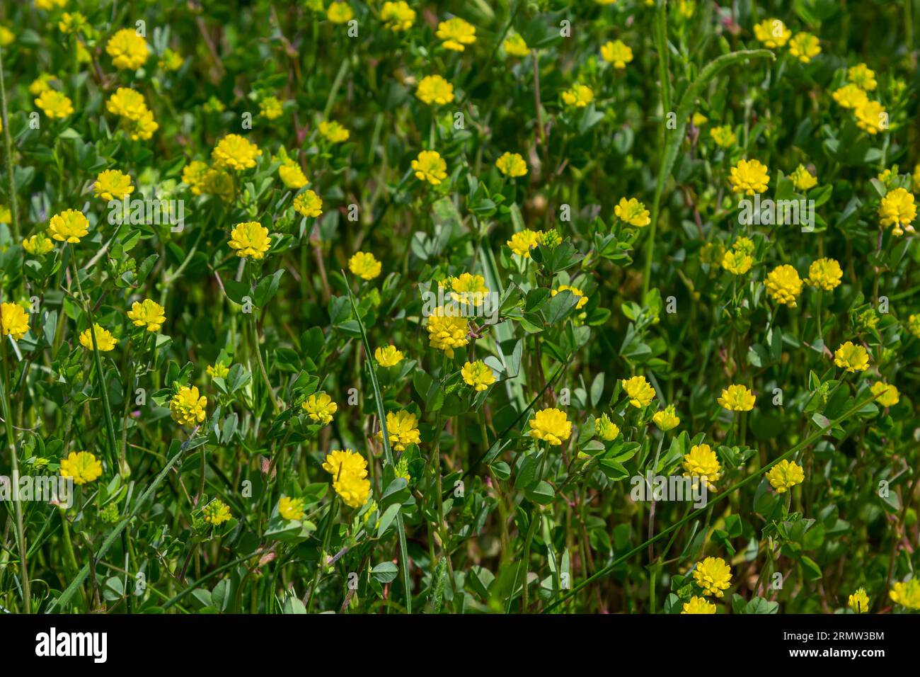 Tiny wild flower hi-res stock photography and images - Alamy