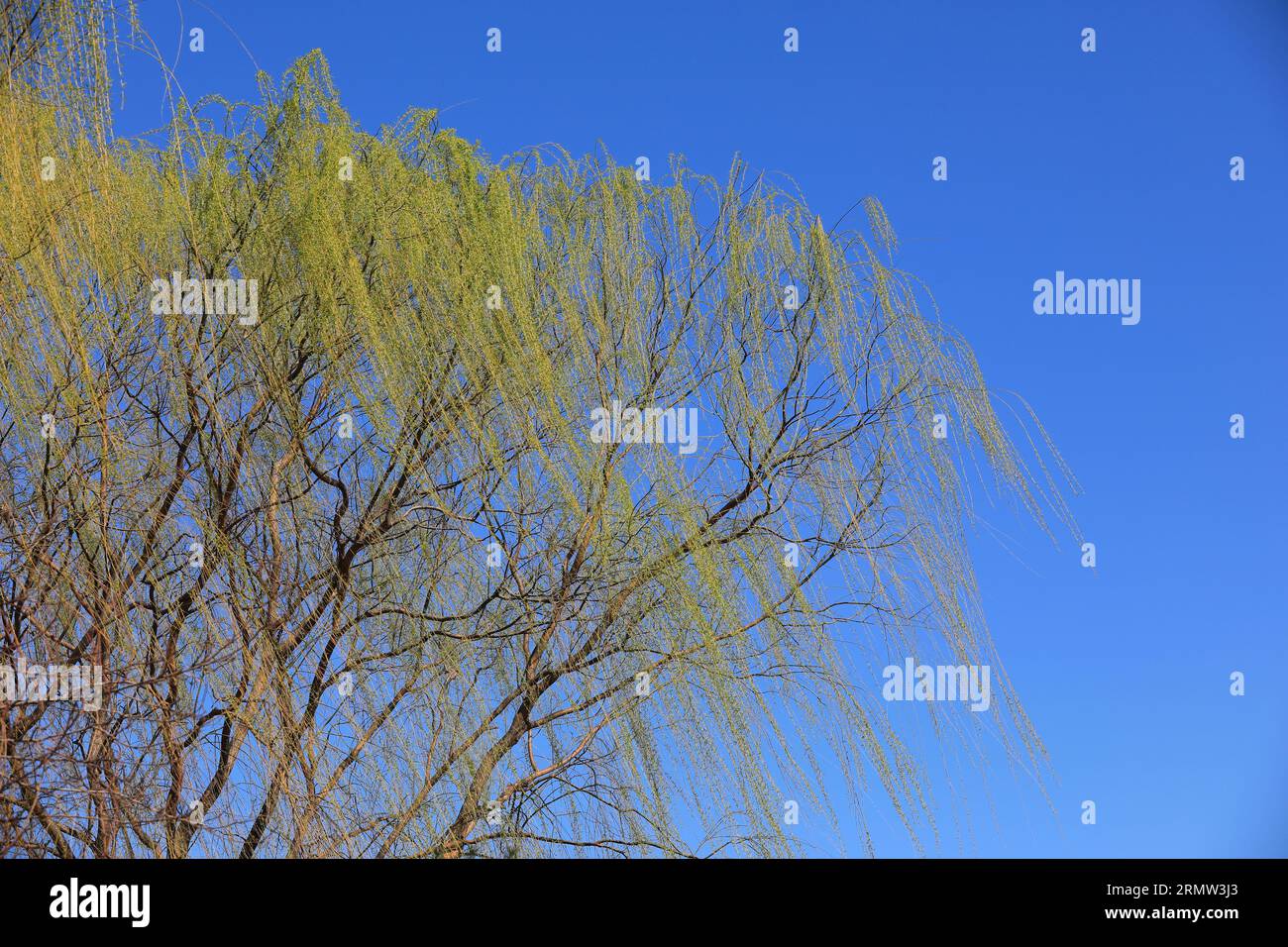 Willow tree blowing in the wind hi-res stock photography and images - Alamy