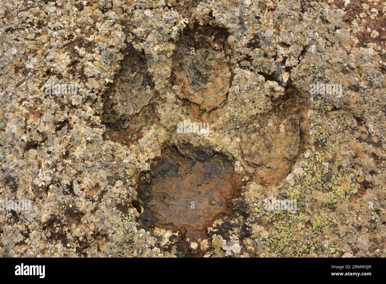 Ichnites or fossilized footprints of dinosaur. La Canal, Munilla, La ...