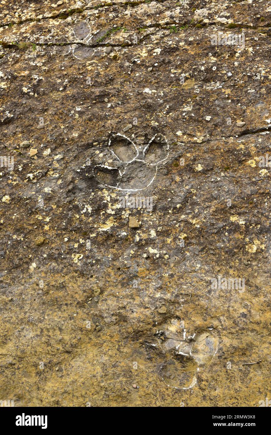 Fossilized footprints hi-res stock photography and images - Alamy