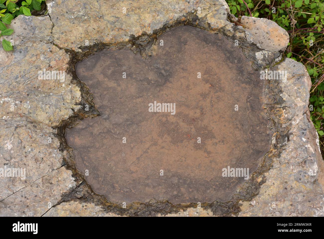 Ichnites or fossilized footprints of dinosaur. Valdecevillo, Enciso, La ...