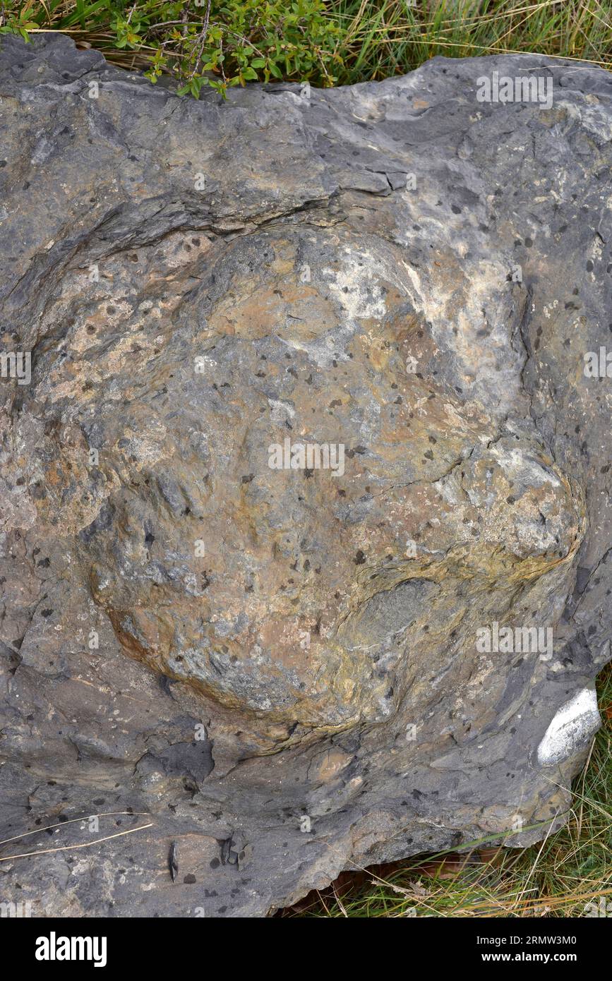 Ichnites hi-res stock photography and images - Alamy