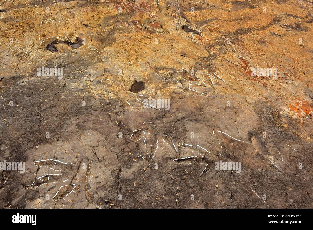 Ichnites or fossilized footprints of dinosaur. Virgen del Campo, Enciso ...