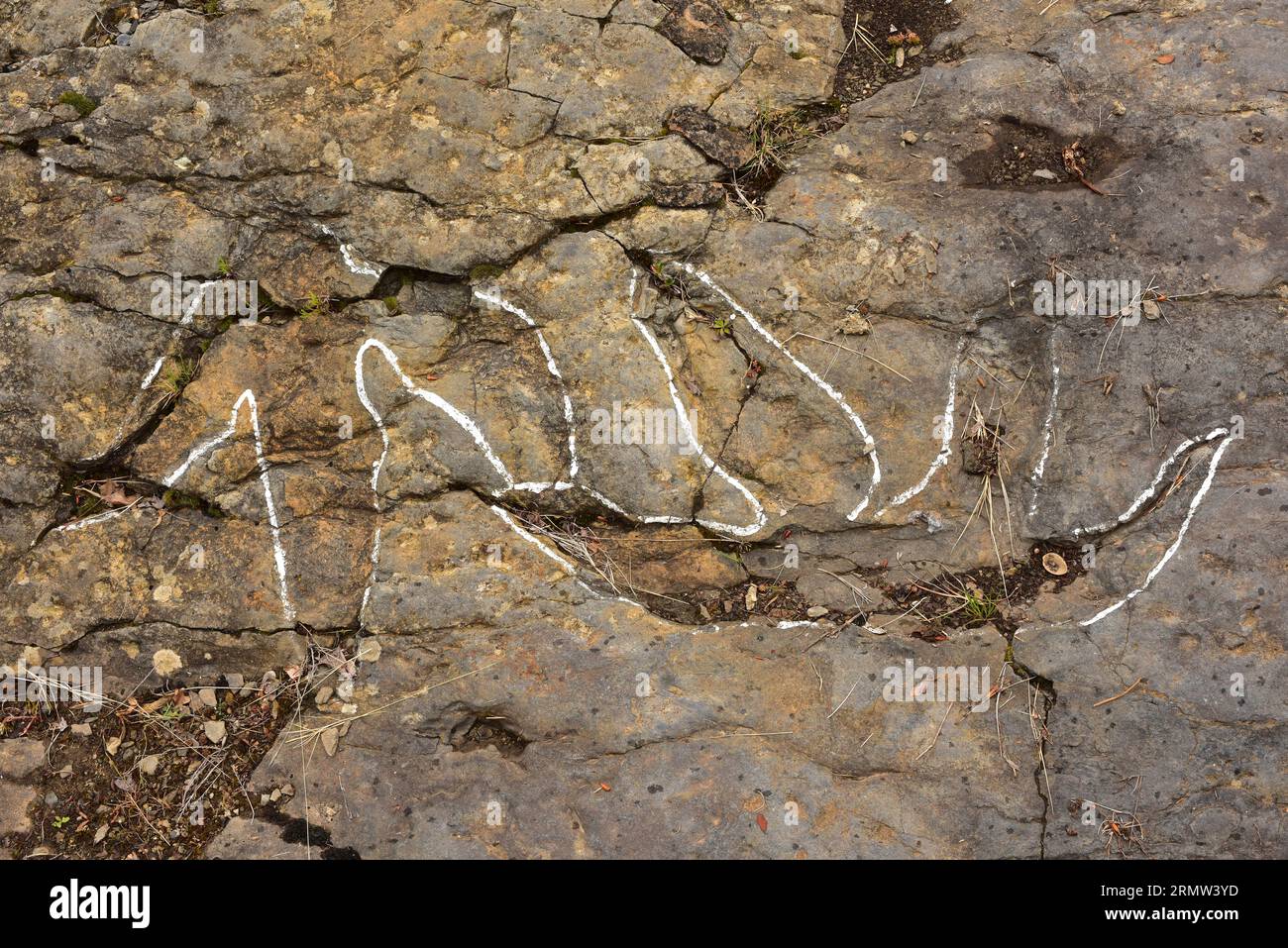 Ichnites or fossilized footprints of dinosaur. Virgen del Campo, Enciso ...