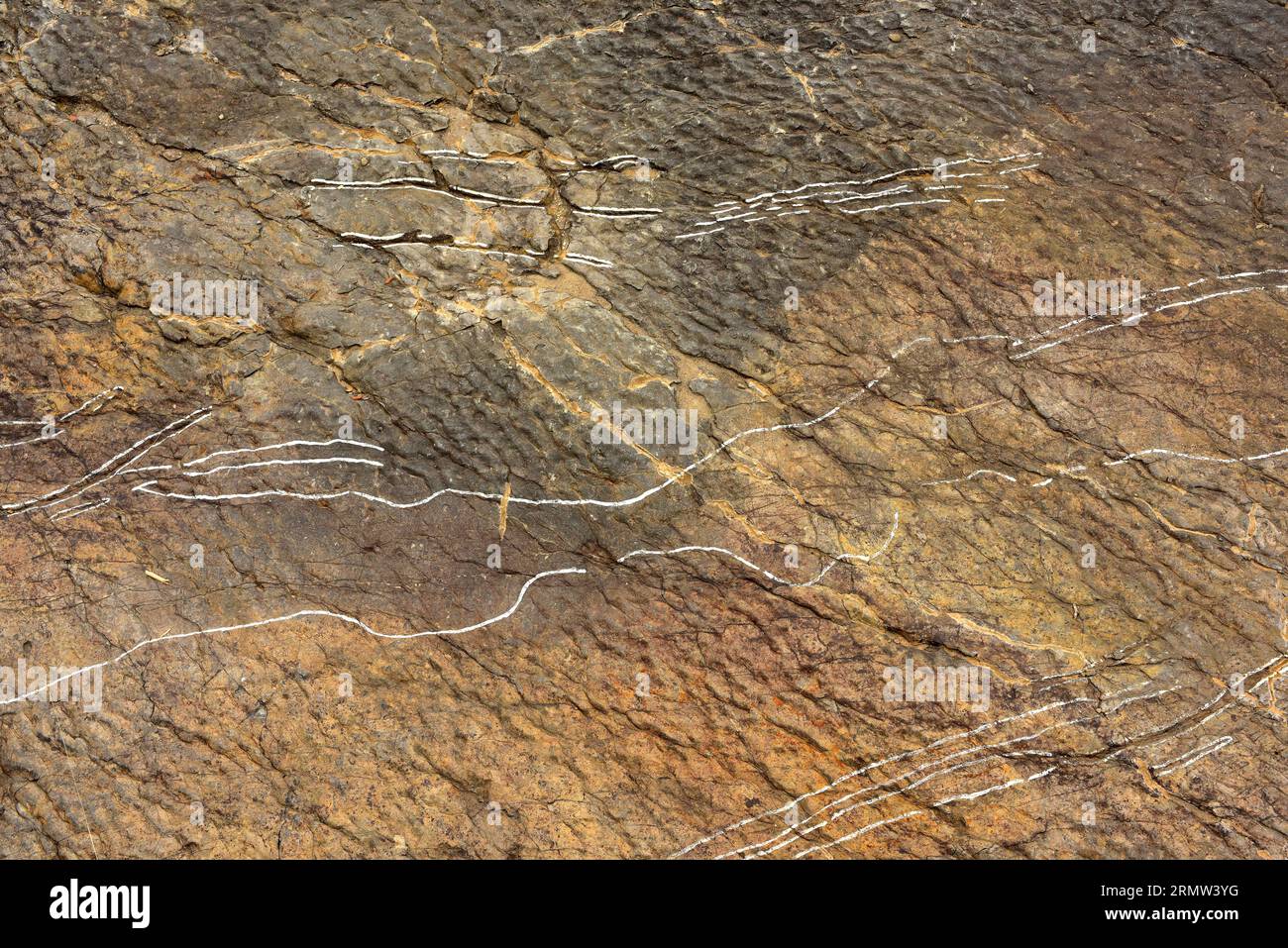 Ichnites or fossilized footprints of cocrodile and ripple marks. Virgen ...