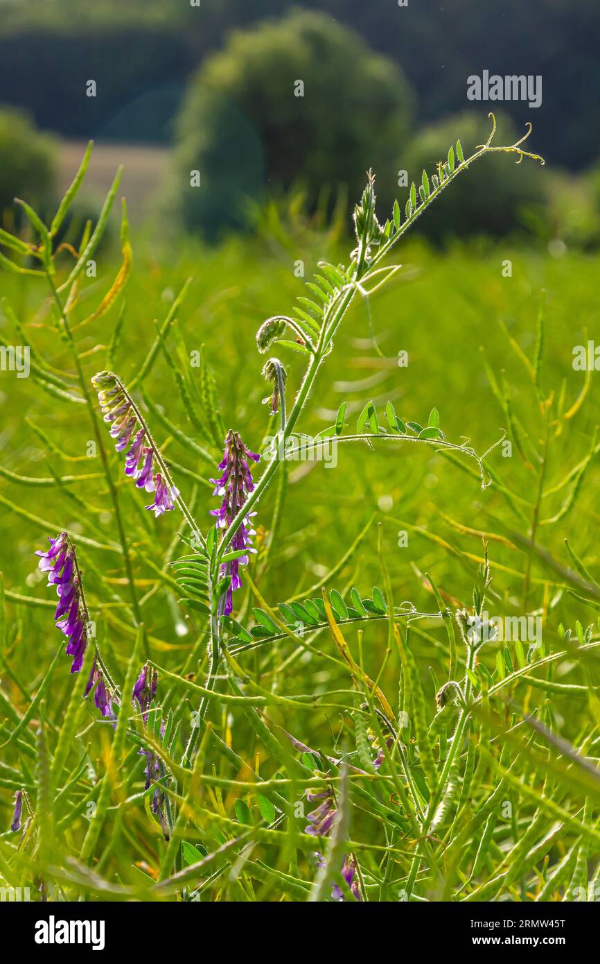 Vetch, vicia cracca valuable honey plant, fodder, and medicinal plant ...