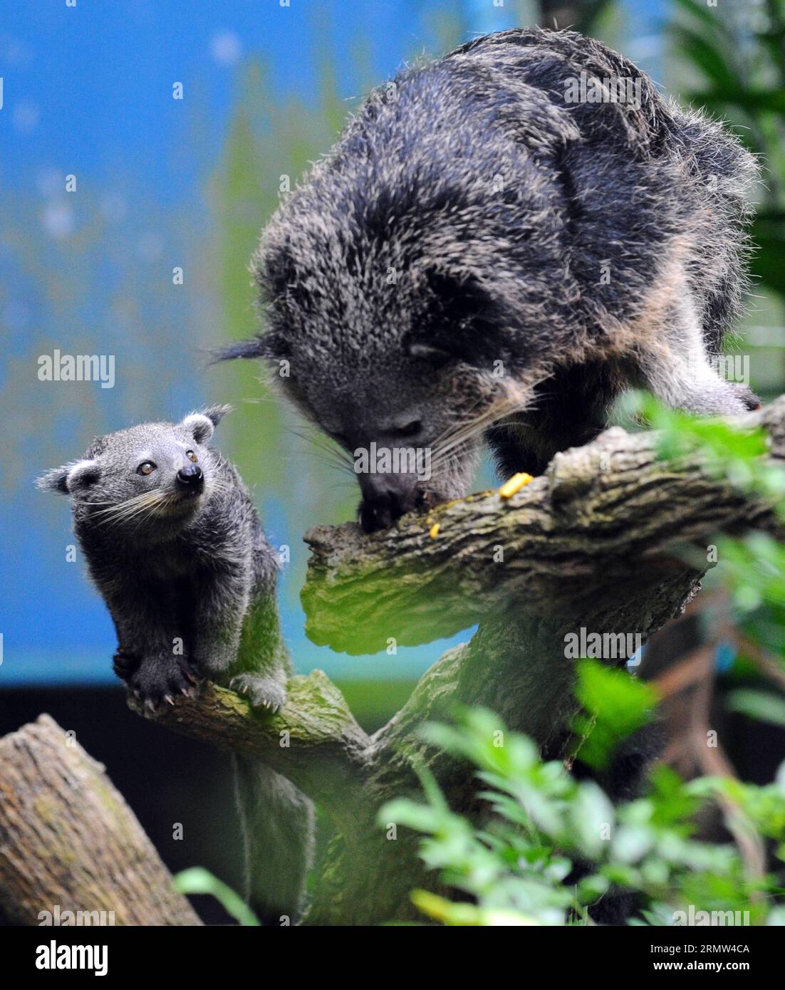 Baby Binturong