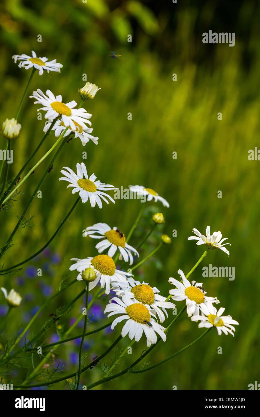 Tripleurospermum inodorum, wild chamomile, mayweed, false chamomile ...