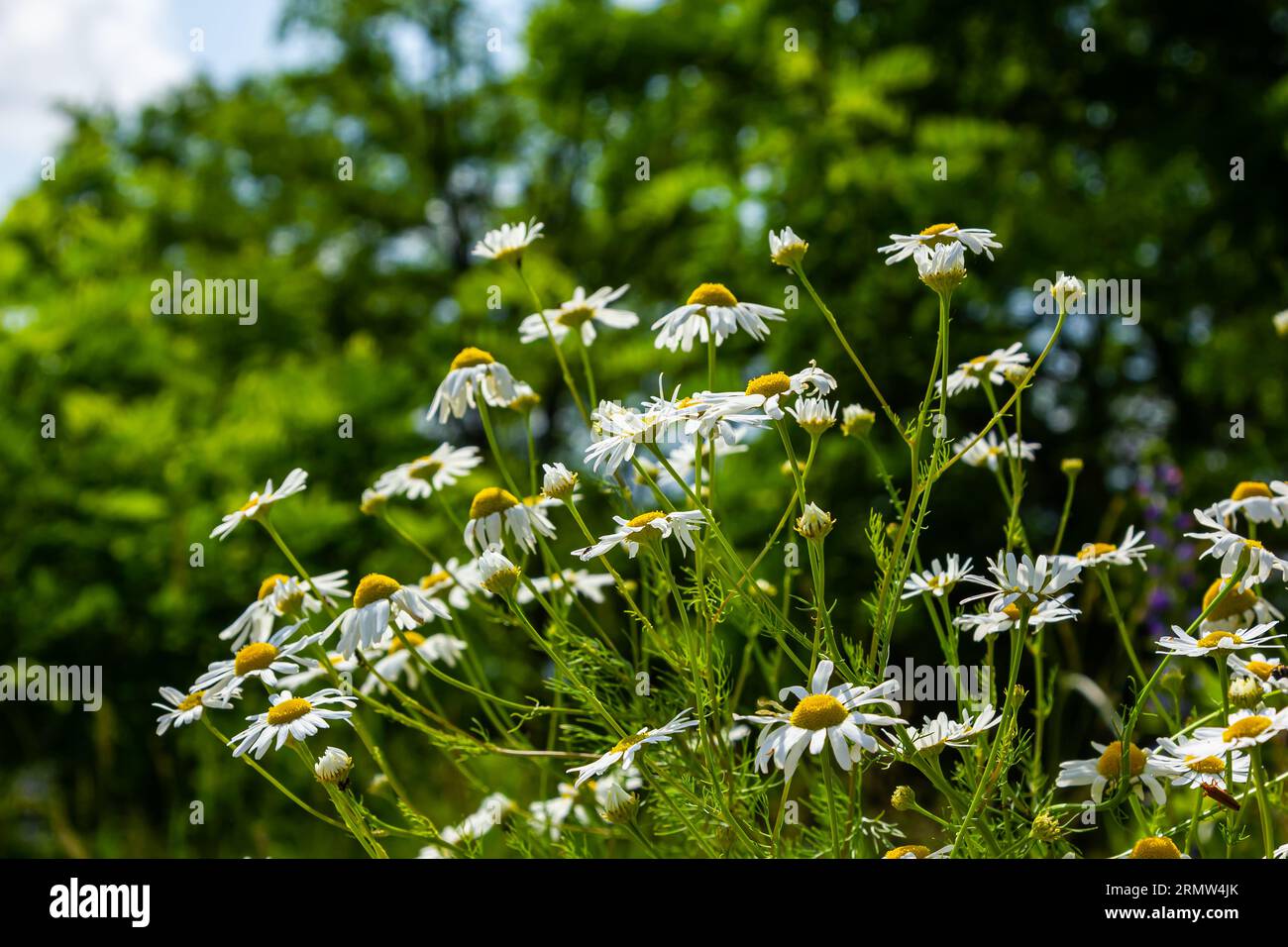 Tripleurospermum inodorum, wild chamomile, mayweed, false chamomile ...