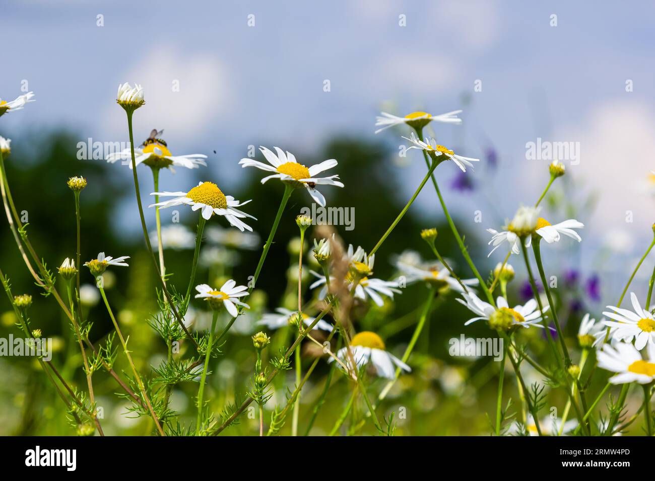 Tripleurospermum maritimum Matricaria maritima is a species of ...