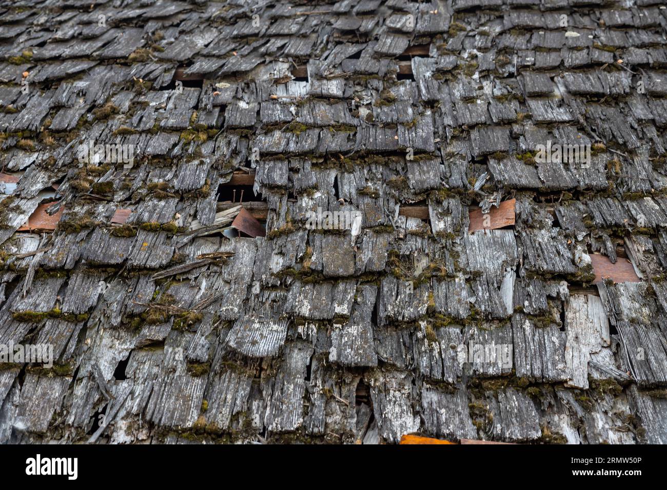 The old slate roof is covered with green moss and dry foliage. The ...
