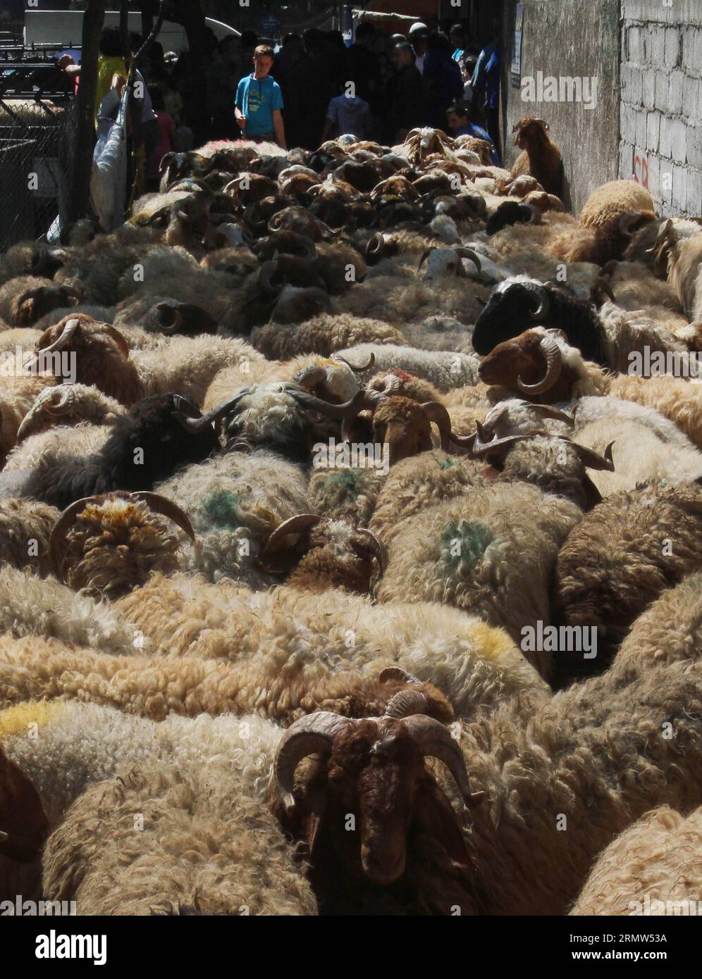 Cow on the feast hi-res stock photography and images - Alamy