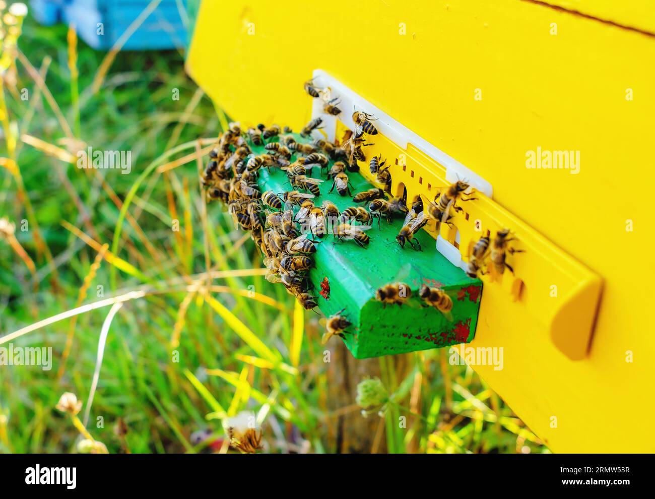 Bees sit on the entrance of the hive, fleeing from the heat Stock Photo ...