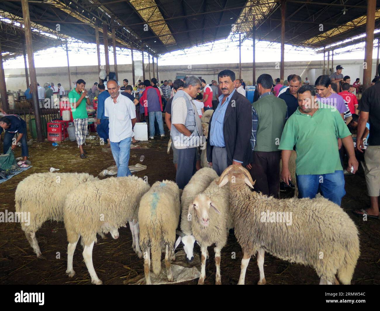 Tunis sheep hi-res stock photography and images - Alamy