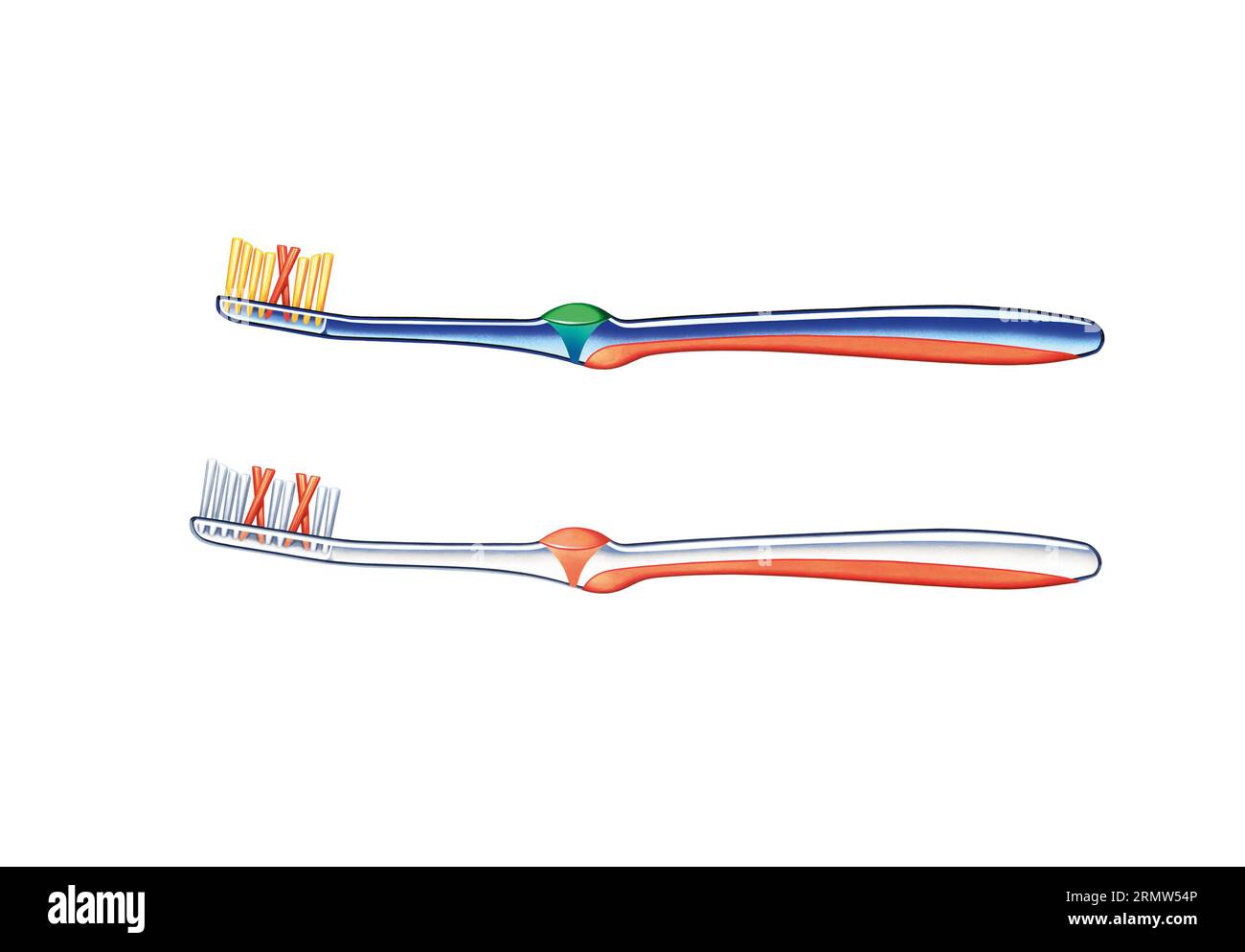 Naturalistic Illustration of Two Toothbrushes Stock Photo - Alamy