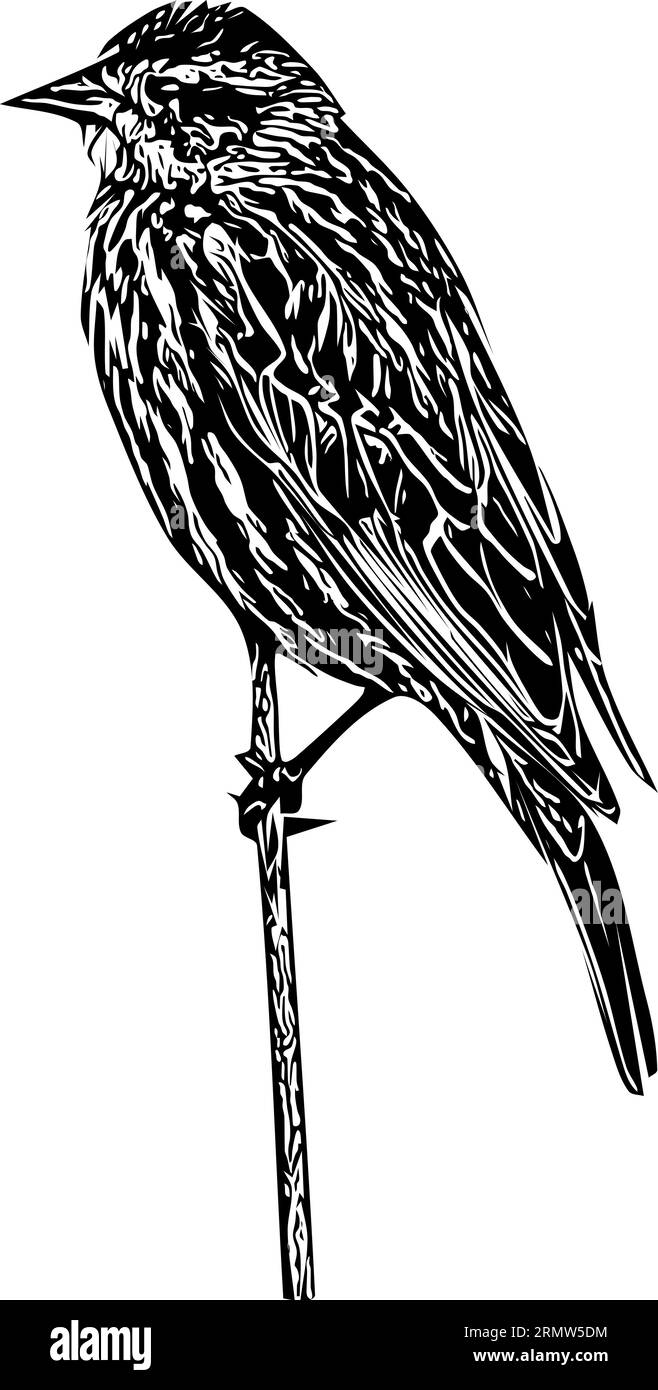 Realistic detailed sketch of a female Red-winged Blackbird sitting on a ...