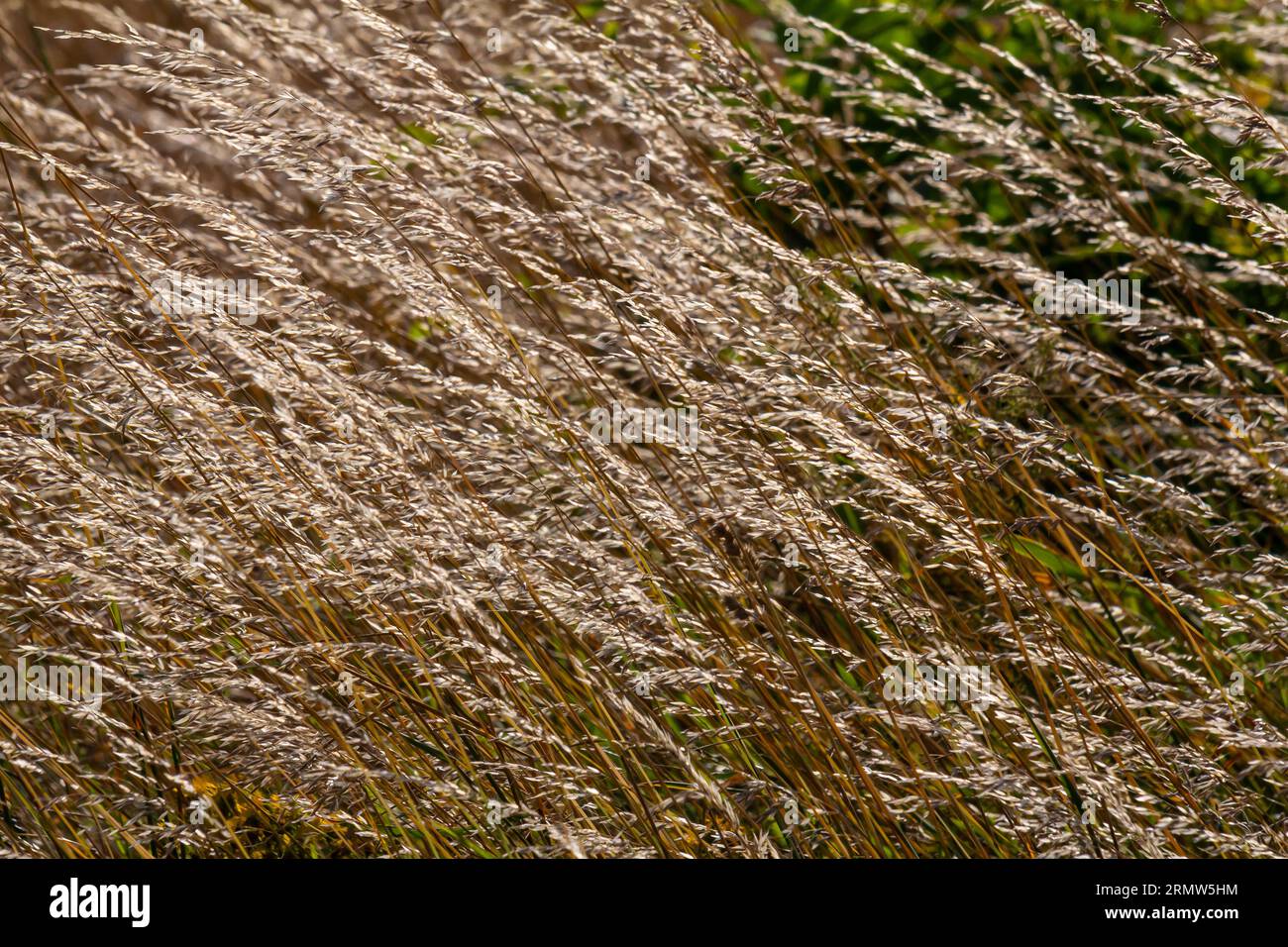 Meadow grass meadow with the tops of stele panicles. Poa pratensis ...