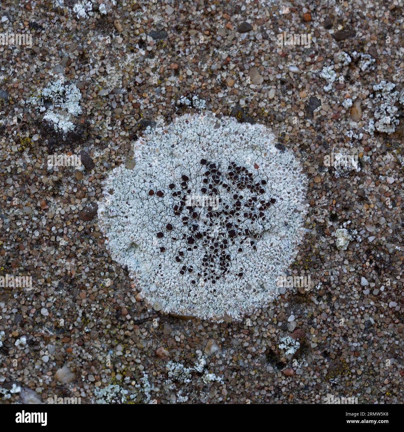 Lichen Tephromela atra on paving brick Stock Photo - Alamy