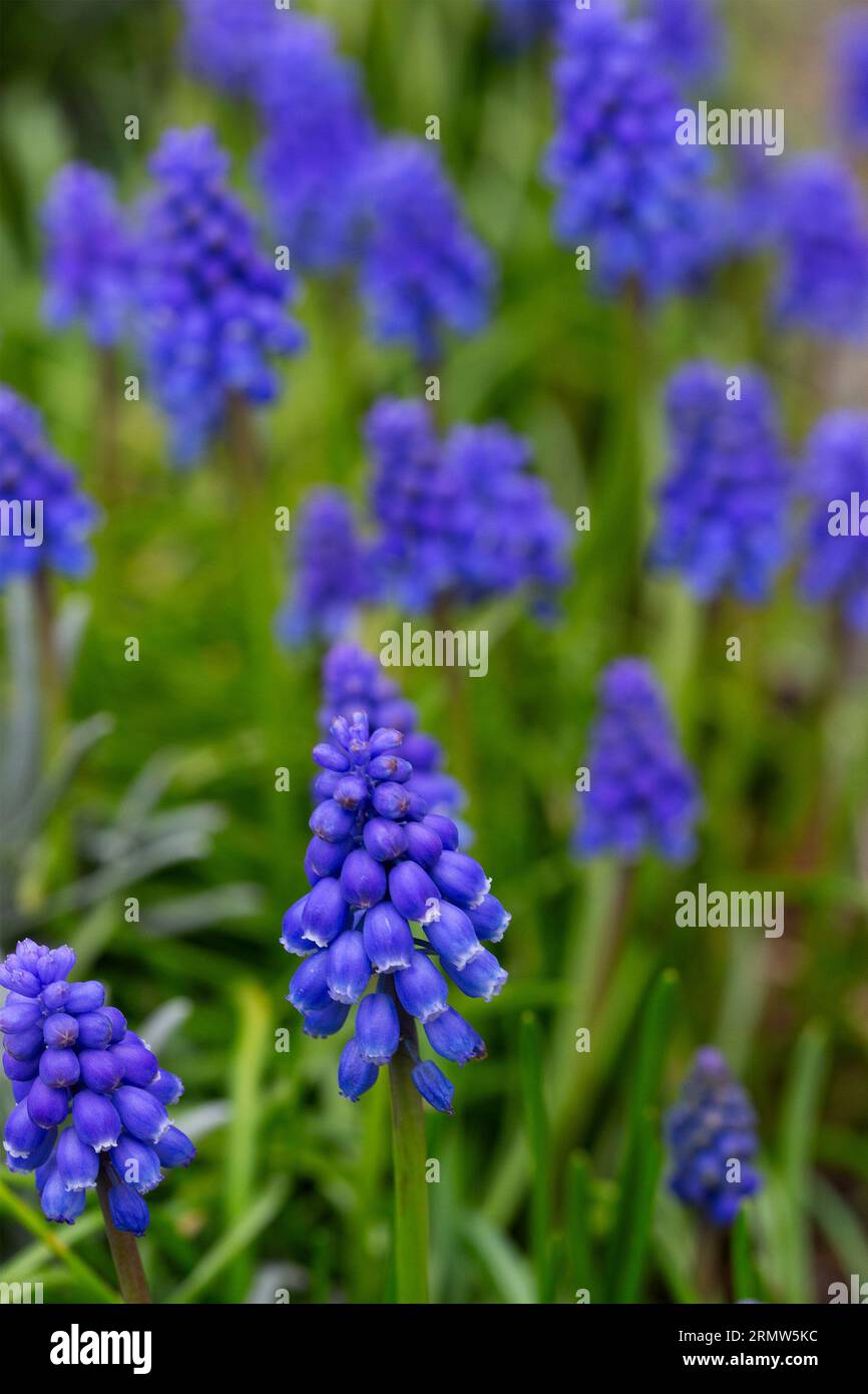 With muscari botryoides hi-res stock photography and images - Alamy