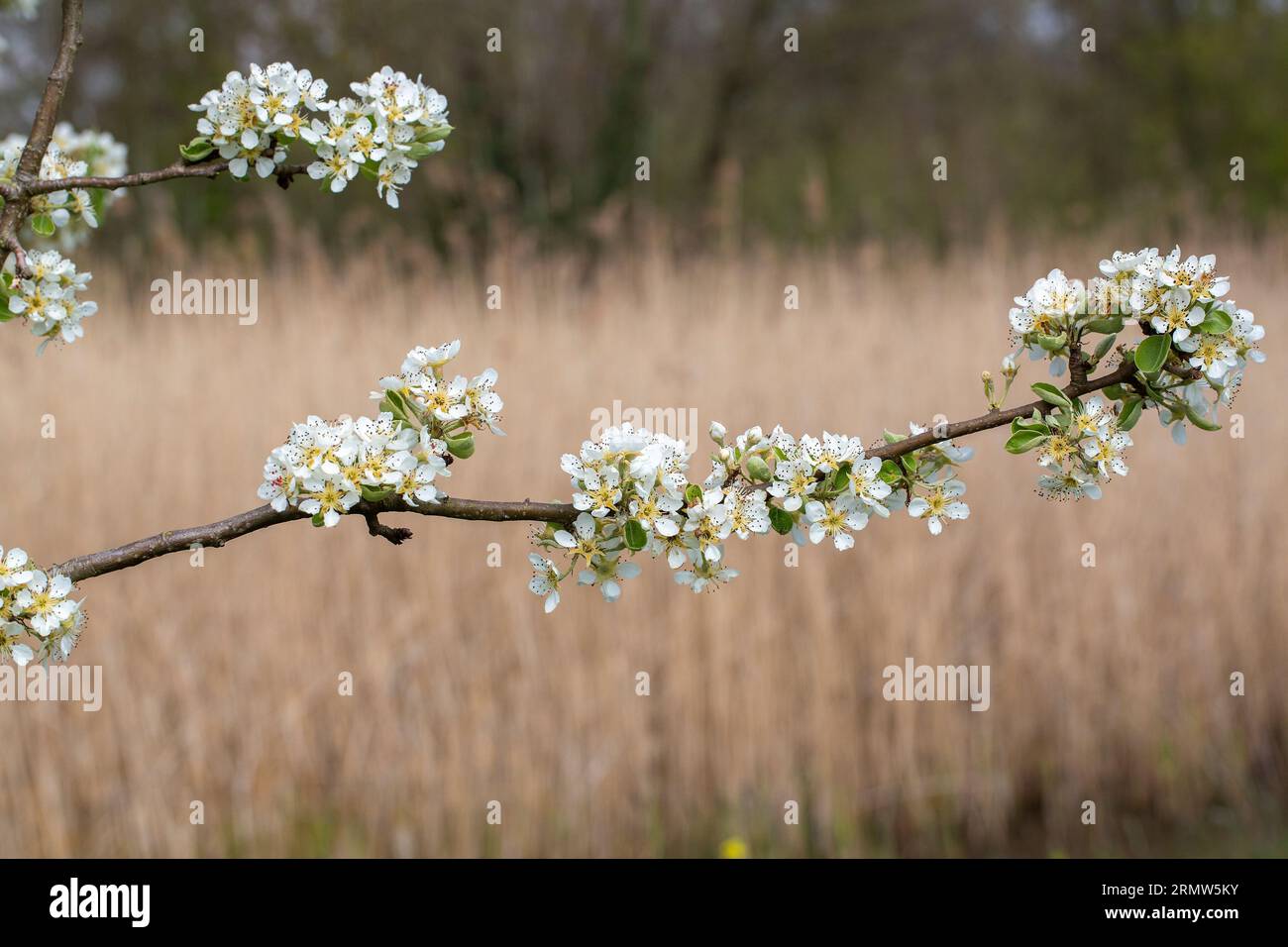 Blossoming twig of Pear tree (Pyrus communis Stock Photo - Alamy