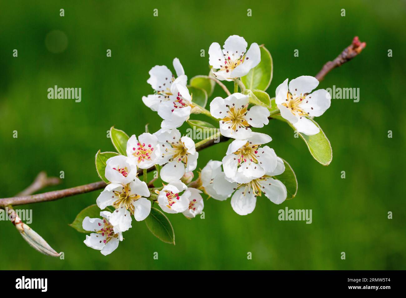 Blossoming twig of Pear tree (Pyrus communis Stock Photo - Alamy
