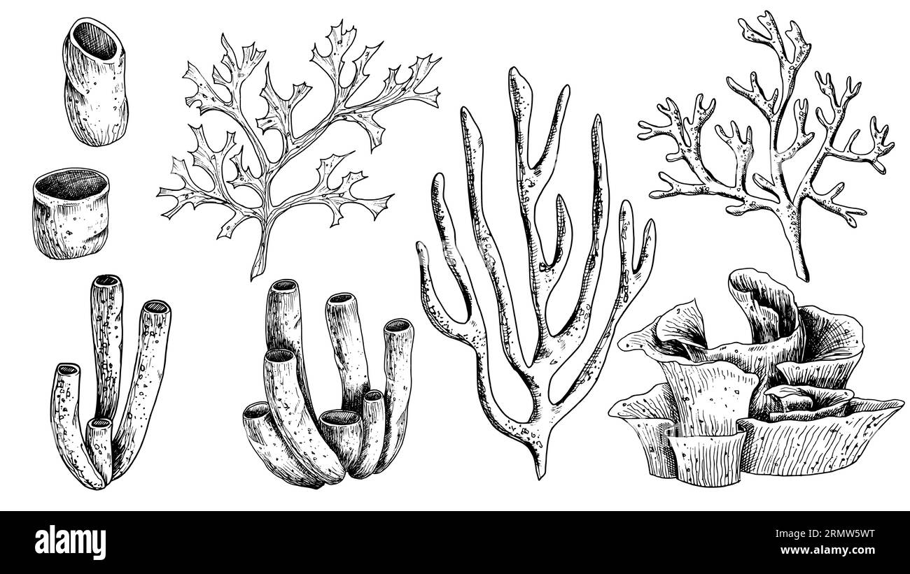 Vector sea Corals set. Hand drawn illustration of underwater Reefs on ...