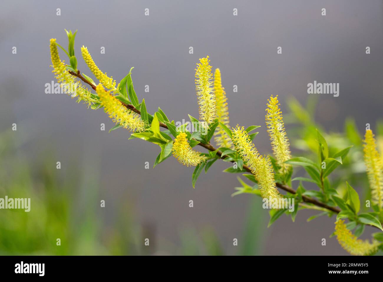 Twig of Willow tree (Salix sp.) with flowering catkins Stock Photo - Alamy